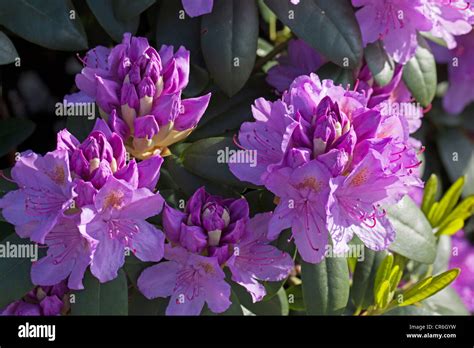'Grandiflorum' Catawba Rhododendron, Catawba-Rododendron (Rhododendron ...