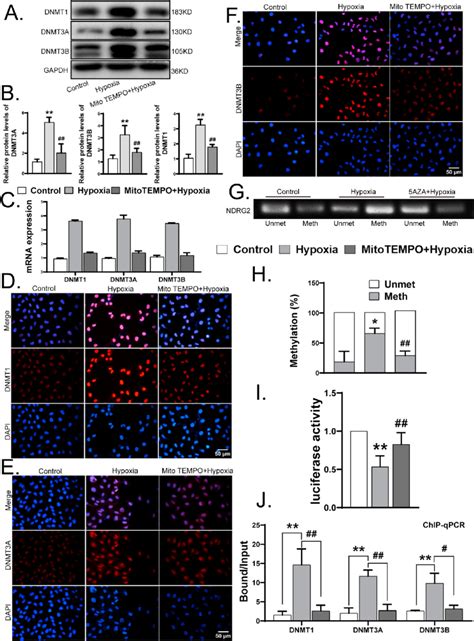 elimination of ros inhibited hypoxia induced hyper methylation of ndrg2