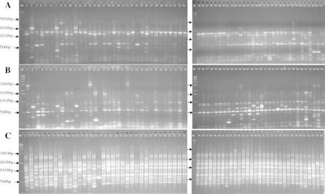 Rep Pcr Fingerprint Patterns Of B Thuringiensis And 65 References