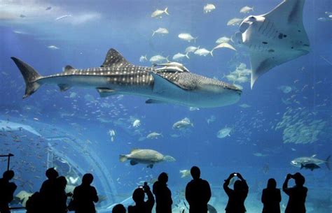 ბერლინის ზოოპარკი