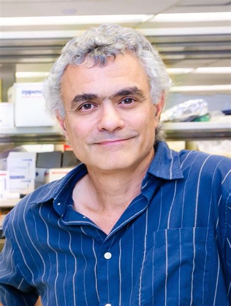 Serendipity Reveals Sex Bias In Embryo Development Cornell Chronicle