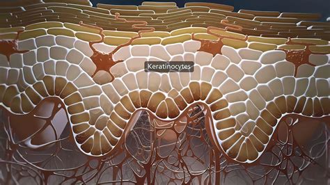 In Lupus Normal Appearing Skin Is Not Normal Medpage Today