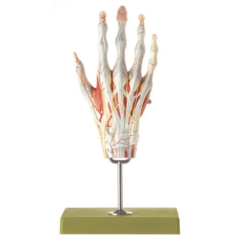 Spiermodel Hand