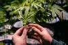 Catalyst Cannabis Co
