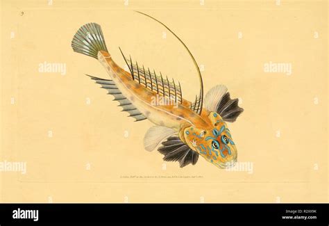 Beautiful Vintage Hand Drawn Illustrations Of Exotic Fish And Eels From