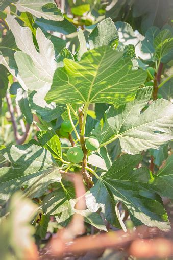 화창한 여름 날에 나무에 익은 무화과 톤 필드의 얕은 깊이 그림 0명에 대한 스톡 사진 및 기타 이미지 0명 건강한 식생활 과일 Istock