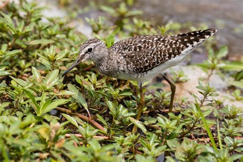 African Bird Club
