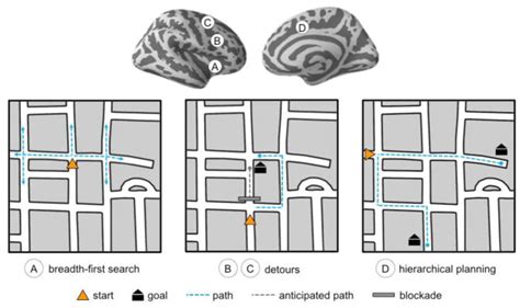 The Cognitive Map In Humans Spatial Navigation And Beyond PMC