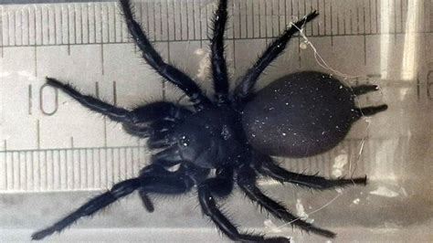 De Enorme Spin Die Bram Zag Is Een Beschermd Dier Frans Vertelt Meer