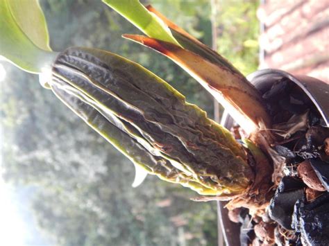 Oncidium Orchids In The Ask A Question Forum