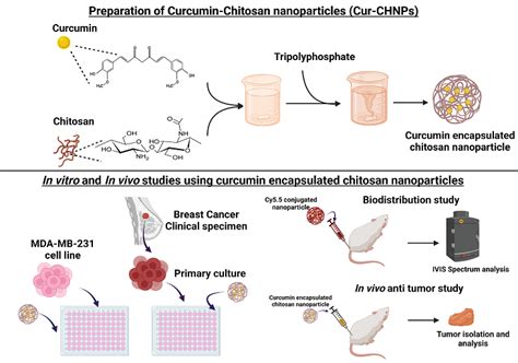 Chitosan Nanoparticle Mediated Targeted Delivery Of Curcumin Selectively Suppresses Tumor Growth