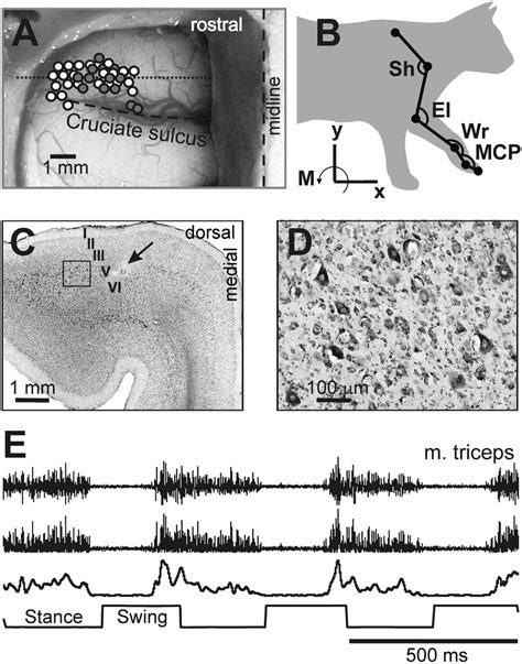 Area Of Recording In The Motor Cortex Definition Of Forelimb Joint Download Scientific Diagram