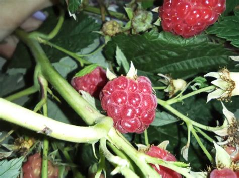 Create Meme Raspberry Pictures Meme
