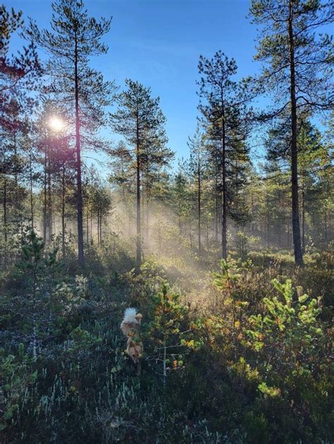 After A Chilly Night The Air Is Fresh In The Woods Mika Lindberg