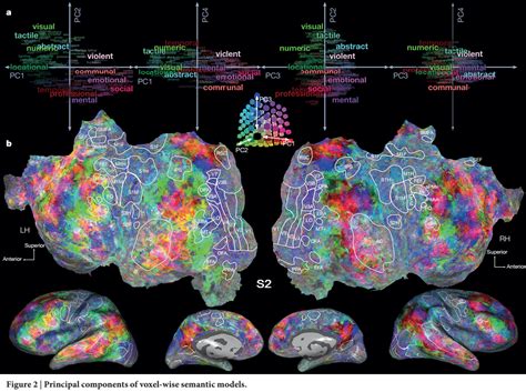 detailed map of language representation in human brain berkeley neuroscience