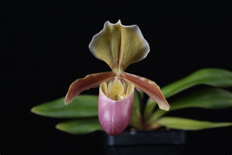 Paphiopedilum X Aspersum Орхидеи