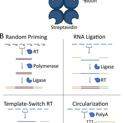 Of Run On Sequencing Ro Seq Data Sets A Summary Diagram Indicating