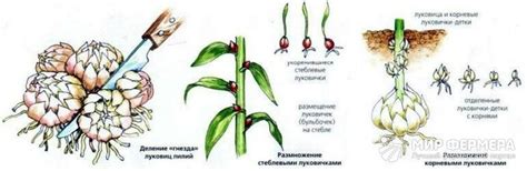 Размножение лилий чешуйками бульбочками и черенками в домашних условиях