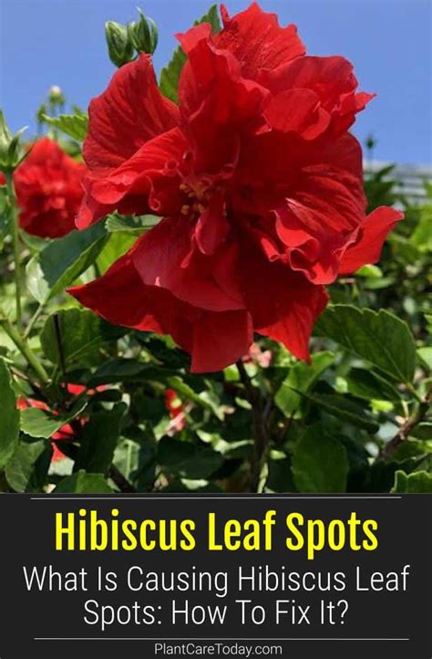What Is Causing Hibiscus Leaf Spots How To Fix It