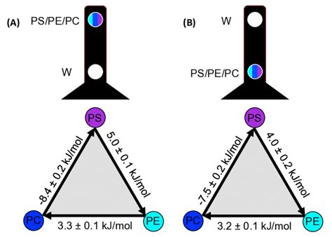 Substrate Binding Preferences By Free Energy Calculations A Relative