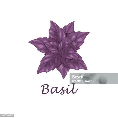 바질 보라색 바질 잎 조미료를위한 향기로운 식물 흰색 배경에 격리된 벡터 일러스트 레이 션 바질에 대한 스톡 벡터 아트 및 기타 이미지 Istock