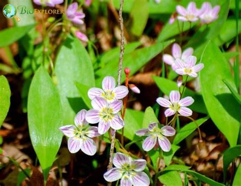 Spring Beauty Flower Claytonia Virginica Wildflower Bioexplorer