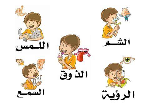 درس حول الحواس الخمس السنة الاولى ابتدائي