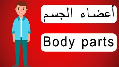 اعضاء الجسم بالانجليزي Body Parts كلمات انجليزي Youtube