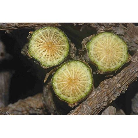 Guduchi Extract At 120 00 Inr In Chennai Tamil Nadu Aora India Private Limited