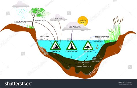 Nutrient Inputs Lake Stock Vector Royalty Free 733575985 Shutterstock
