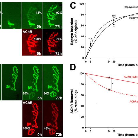 Rapsyn And Achr Dynamics At The Nmj Download Scientific Diagram