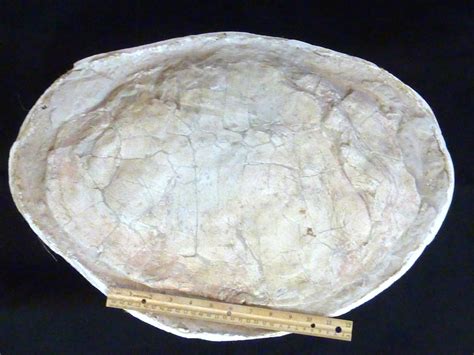 Fossil Turtle For Sale