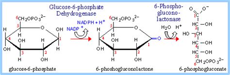 6 Phosphogluconate