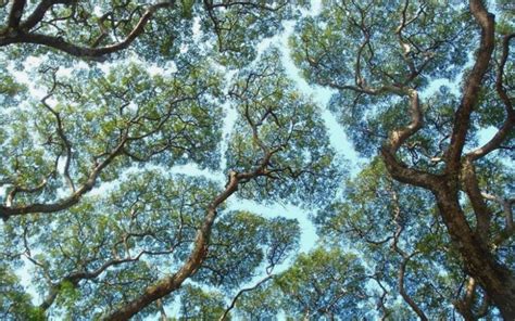 There S A Mysterious Reason Why These Trees Avoid Touching Each Other