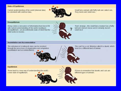 Ppt Cognitive Development Piaget Powerpoint Presentation Free