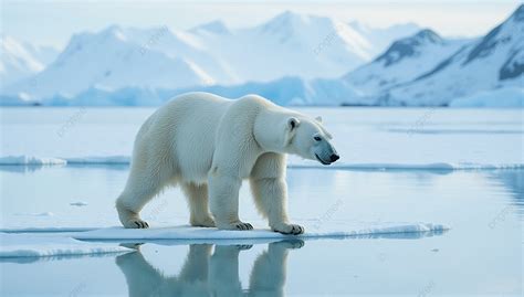 눈 덮인 북극 풍경과 함께 얼음 위를 걷고 있는 북극곰 눈 덮인 북극 풍경과 함께 얼음 위를 걷고 있는 북극곰 눈 덮인 북극 풍경과 함께 얼음 위를 걷고 있는 곰