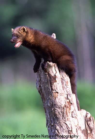 Fisher