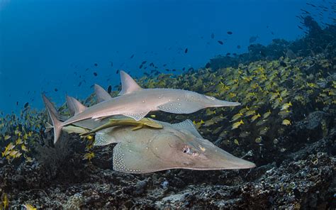 Guitar Head Shark