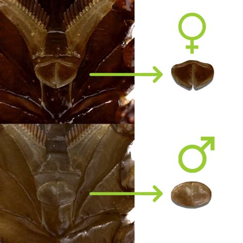 Sexing Scorpions How To Recognise Males And Females Insektenliebe