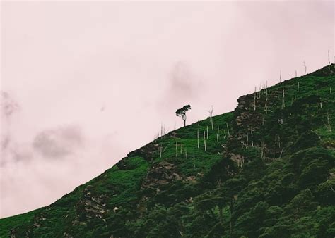 Premium Photo Single Tree