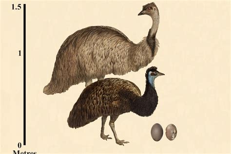 The Last King Island Emu Died A Stranger In A Foreign Land Abc News