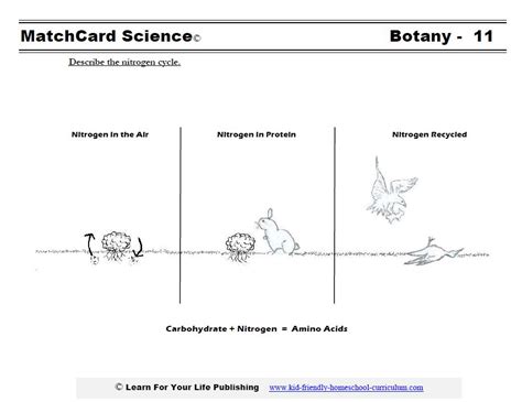 Nitrogen Cycle Worksheet