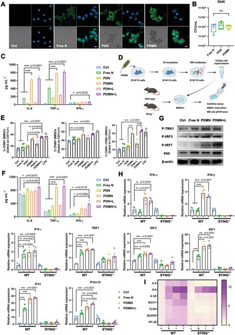 Invasion And Maturation On Antigen‐presenting Cells As Well As