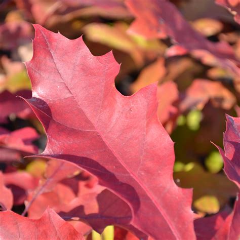 Quercus Rubra 1717 03 T