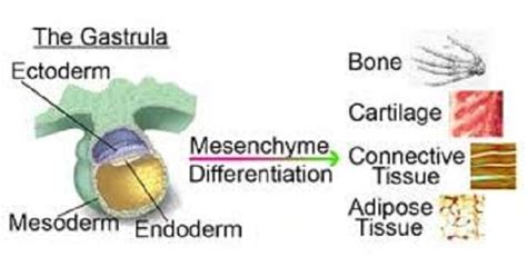 Derivatives Of Ectoderm New