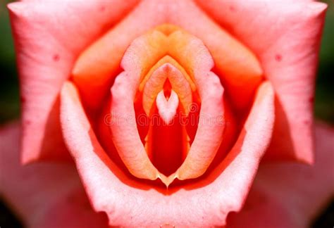 Love Up Close Stock Image Image Of Blossom Petal Celebration 262804591