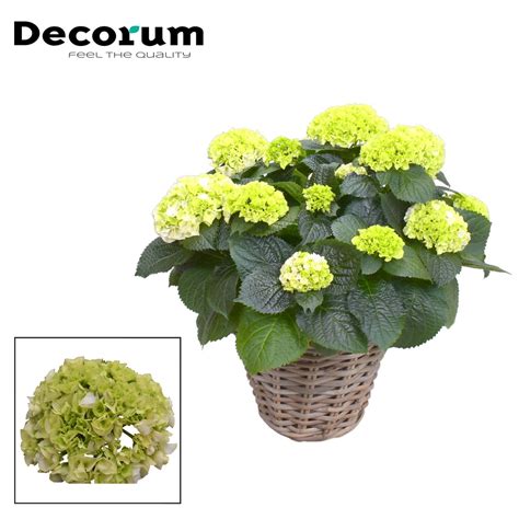 Hydrangea Macrophylla Wudu — Plant Wholesale Floraccess