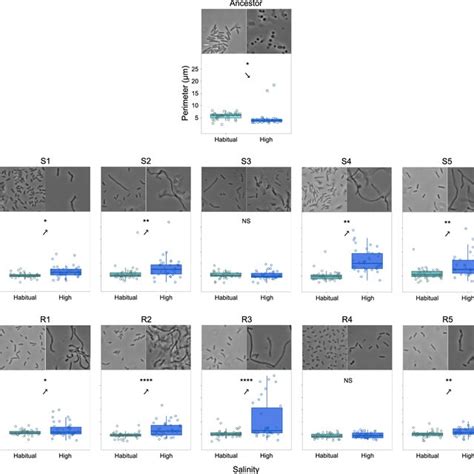 The Evolution Of Phenotypic Plasticity In Cellular Morphology The