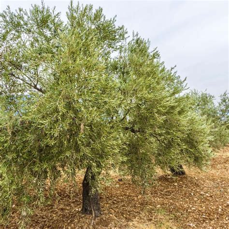 Semi Fruitless Wilson Olive Multi Olea Europaea Wilsonii