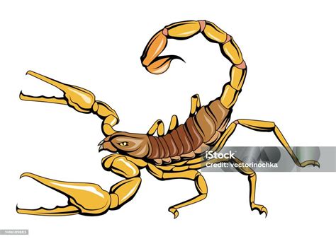 전갈자리 점성술 조디악 운세의 벡터 그림입니다 발톱이있는 강력한 촉수 꼬리 끝에 날카로운 유독 한 찌르기 0명에 대한 스톡 벡터 아트 및 기타 이미지 Istock